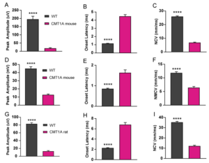 Characterization of a Mouse and Rat Model of CMT1A | PsychoGenics