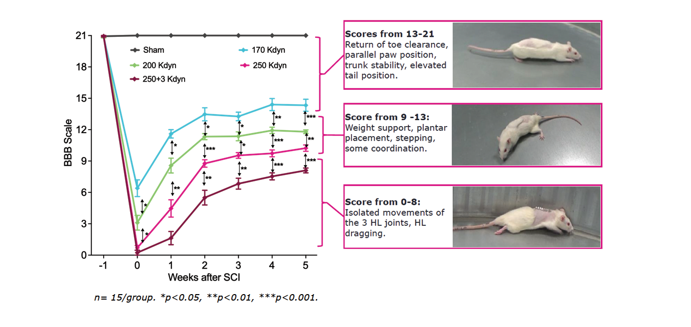 Model Development of a T8 Rat Contusion Model: Different Lesion Severities Elicited Distinct ...