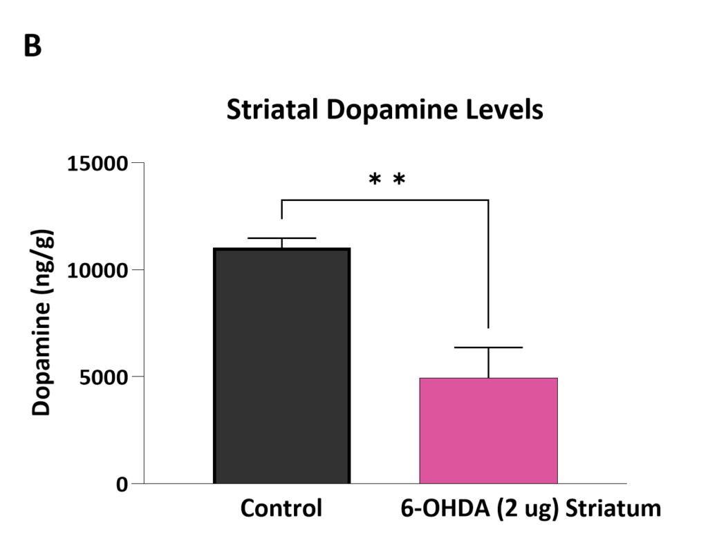 6-OHDA lesion in mice - a model of Parkinson’s Disease | PsychoGenics